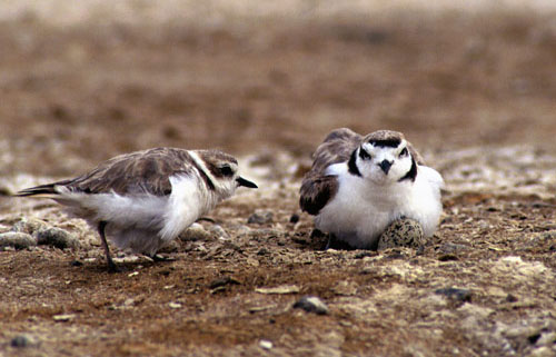 Sonoma Coast – Western Snowy Plover | Stewards of the Coast and Redwoods